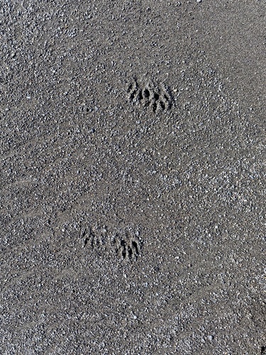 Raccoon Tracks – NatureTracking