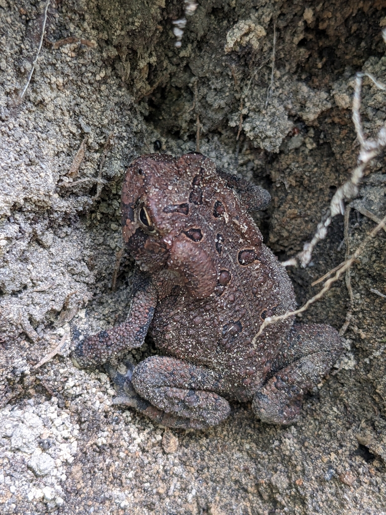 American Toad from Cumberland Gap, TN 37724, USA on May 11, 2023 at 02: ...