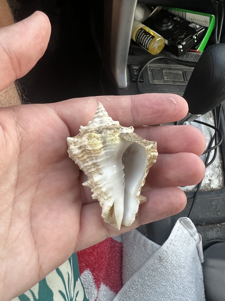 Caribbean Vase from West Summerland Key, Big Pine Key, FL, US on May 11 ...