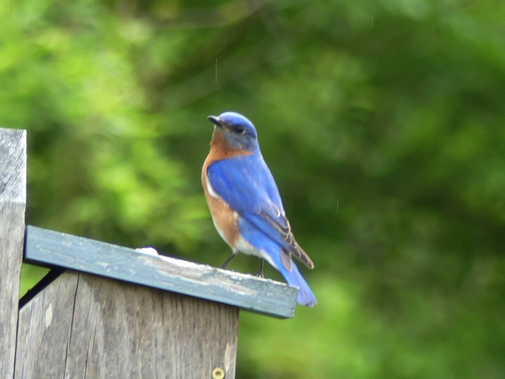 Eastern Bluebird from Duke Farms, Hillsborough Township, NJ 08844, USA ...