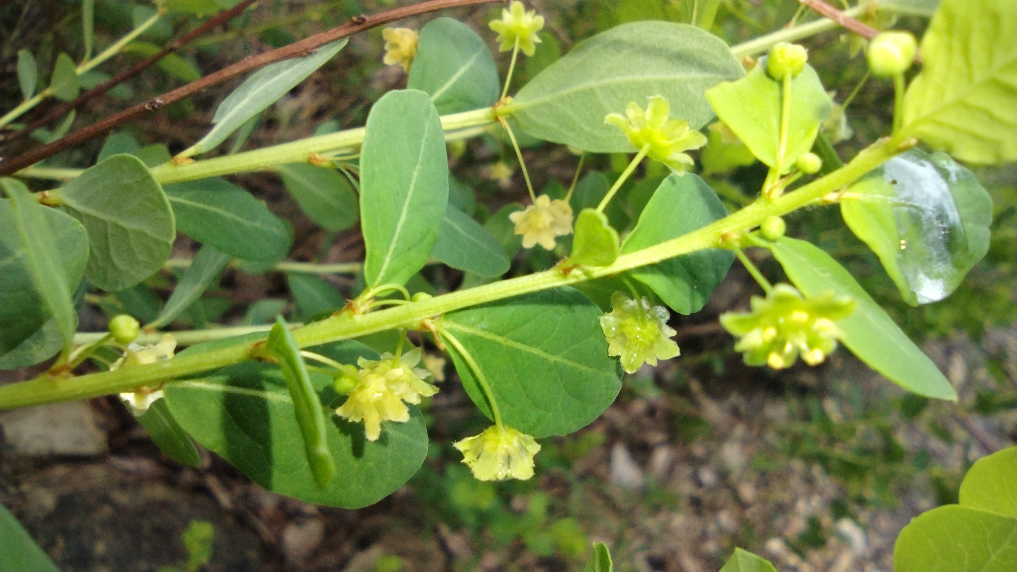 Phyllanthopsis phyllanthoides (Nutt.) Voronts. & Petra Hoffm.