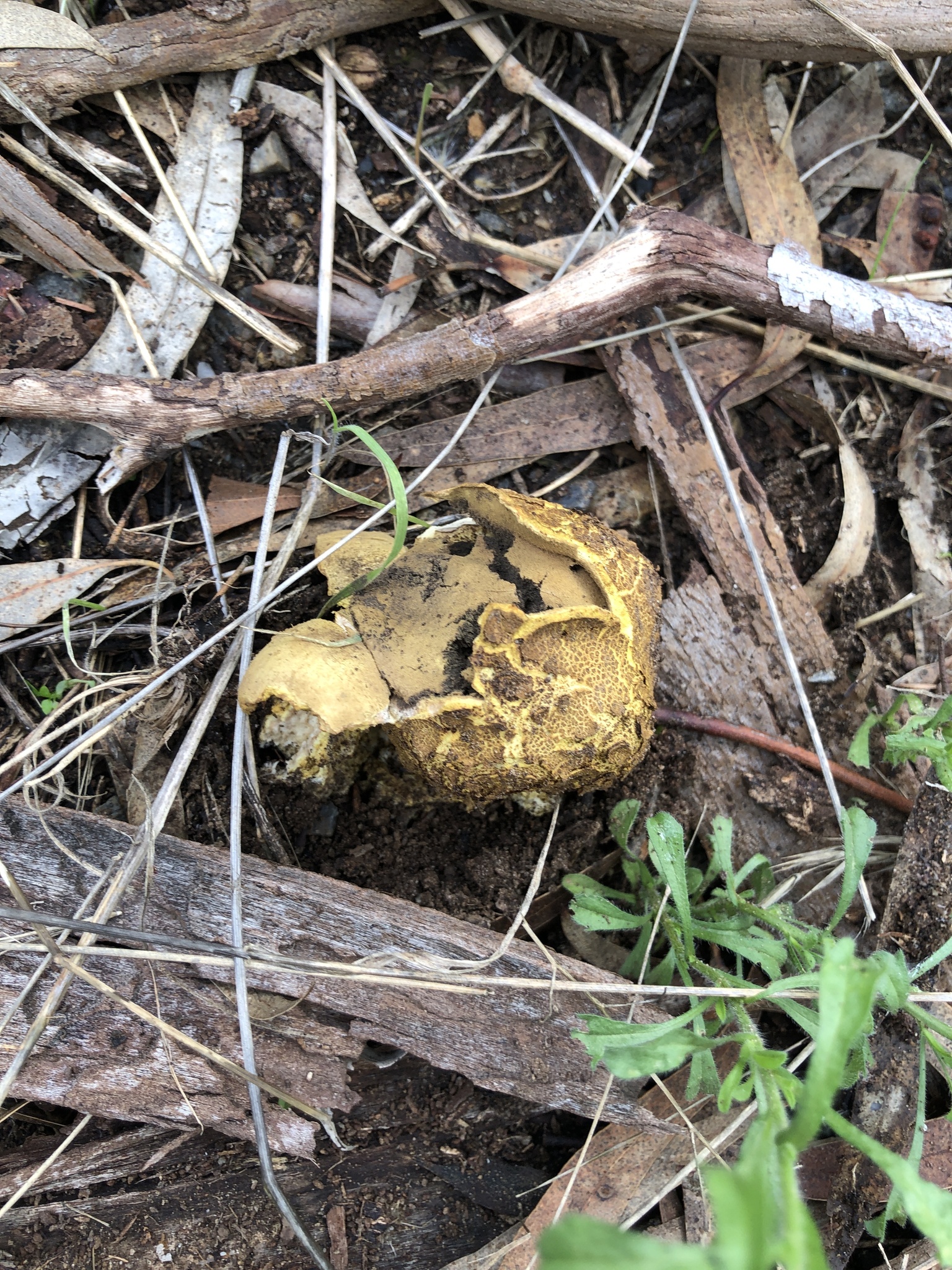 Scleroderma cepa Pers.