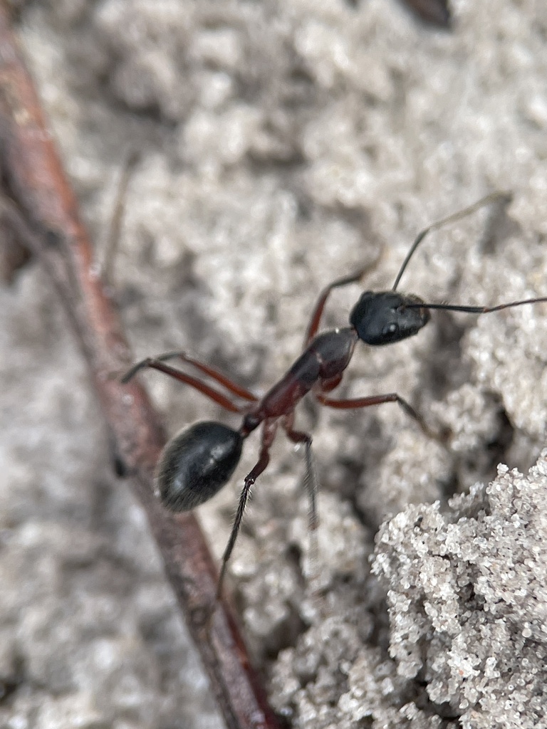 Giant Sugar Ant from The Pines Flora and Fauna Reserve, Frankston North ...