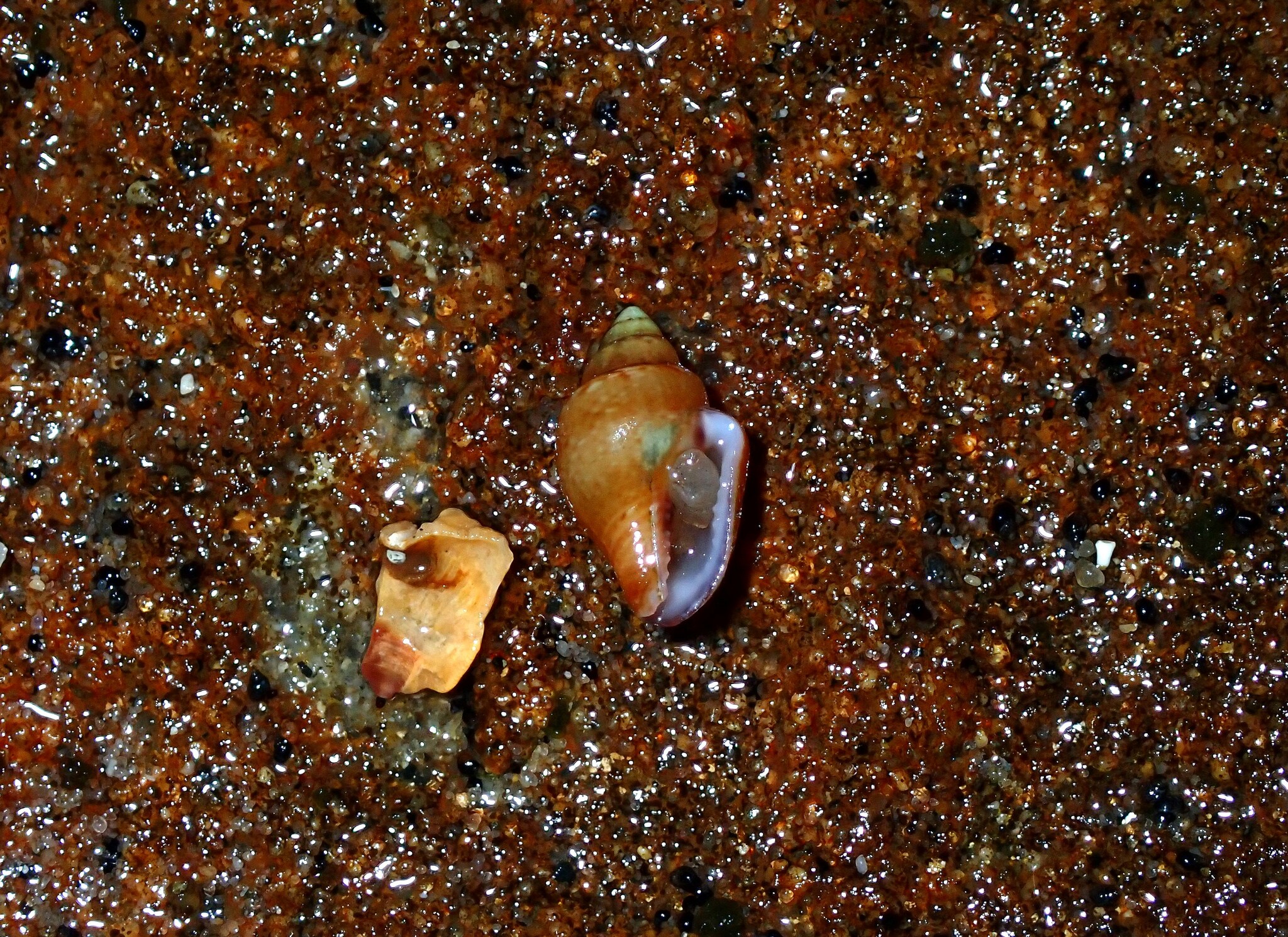 Euplica scripta (Lamarck, 1822)