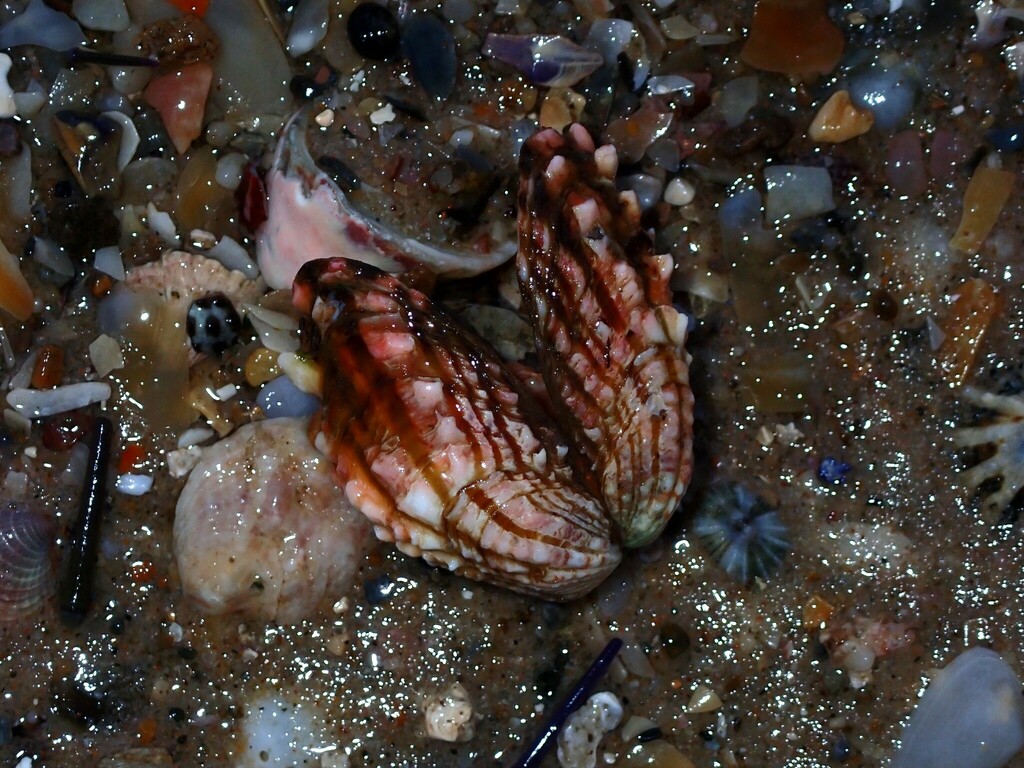 Large-ribbed Cardita from Woody Head NSW 2466, Australia on May 12 ...