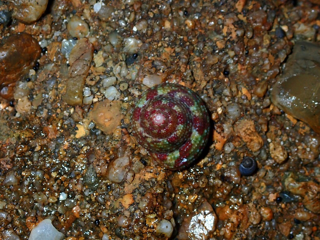 Clanculus clangulus from Woody Head NSW 2466, Australia on May 12, 2023 ...