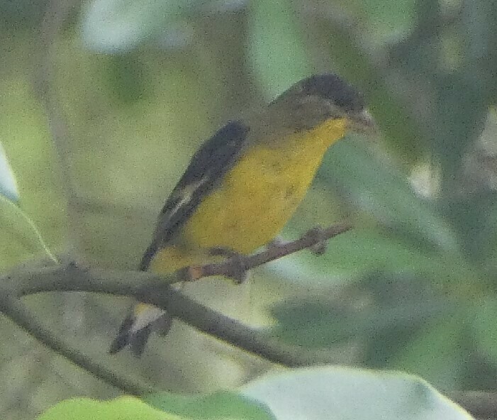 Green-backed Lesser Goldfinch from Florida, Marion, Ocala, Teak Course ...