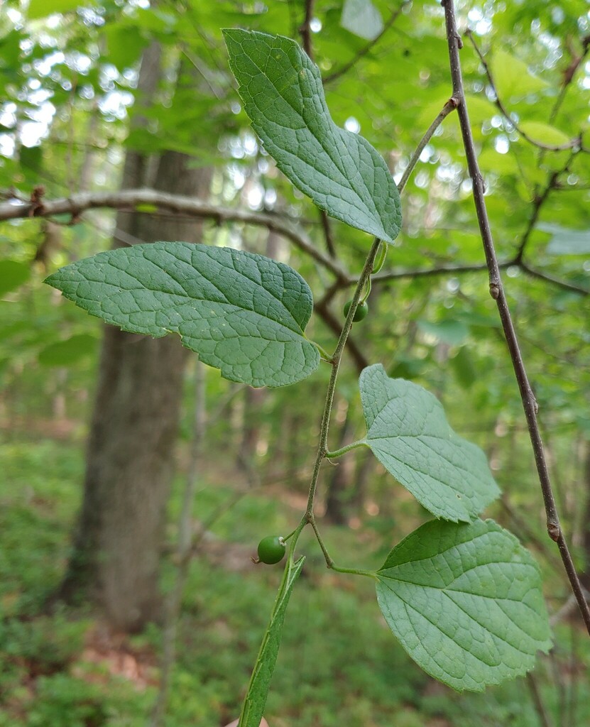 Dwarf Hackberry from Dekalb County, GA, USA on May 11, 2023 at 09:32 AM ...