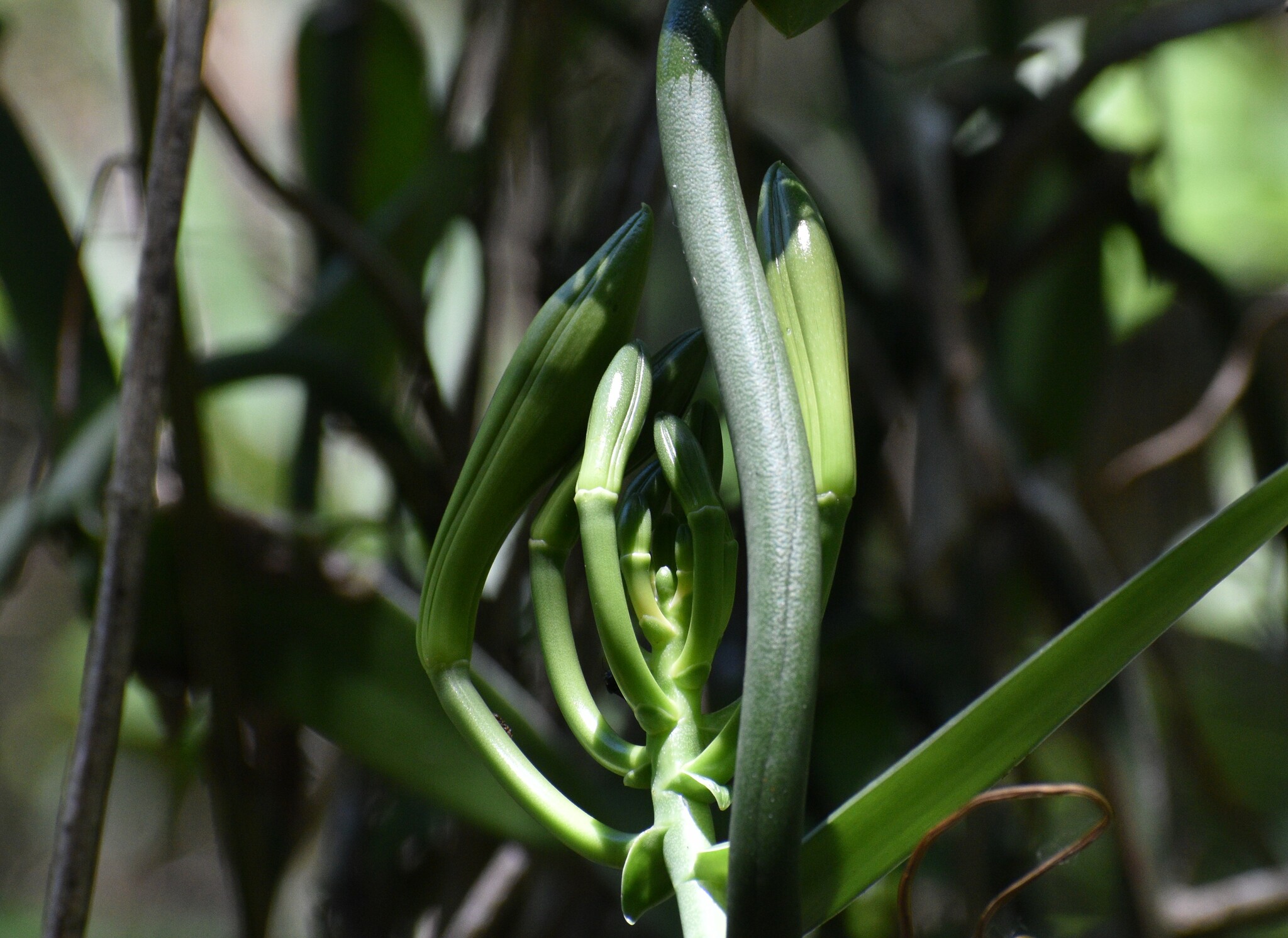 Vanilla insignis Ames