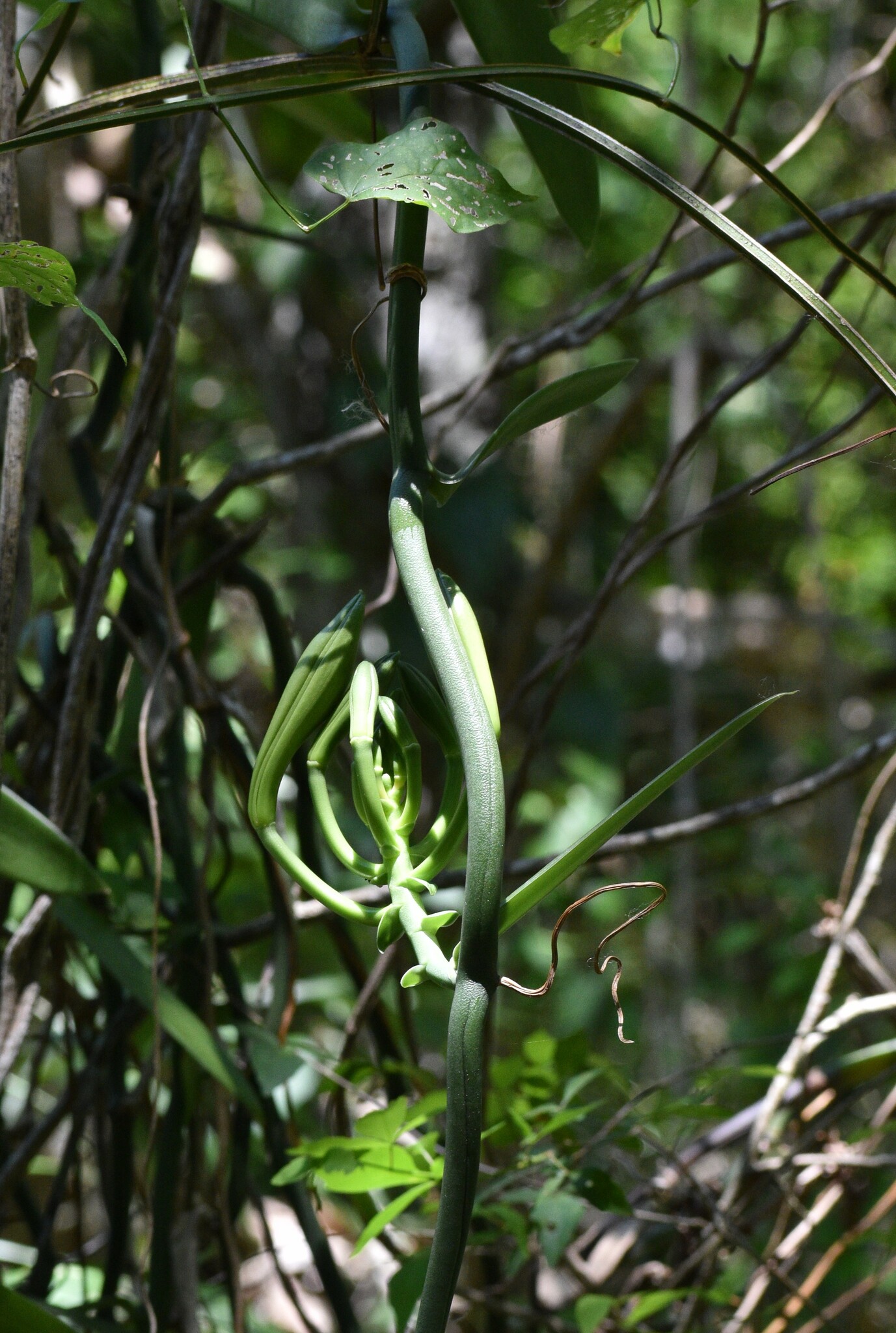 Vanilla insignis Ames