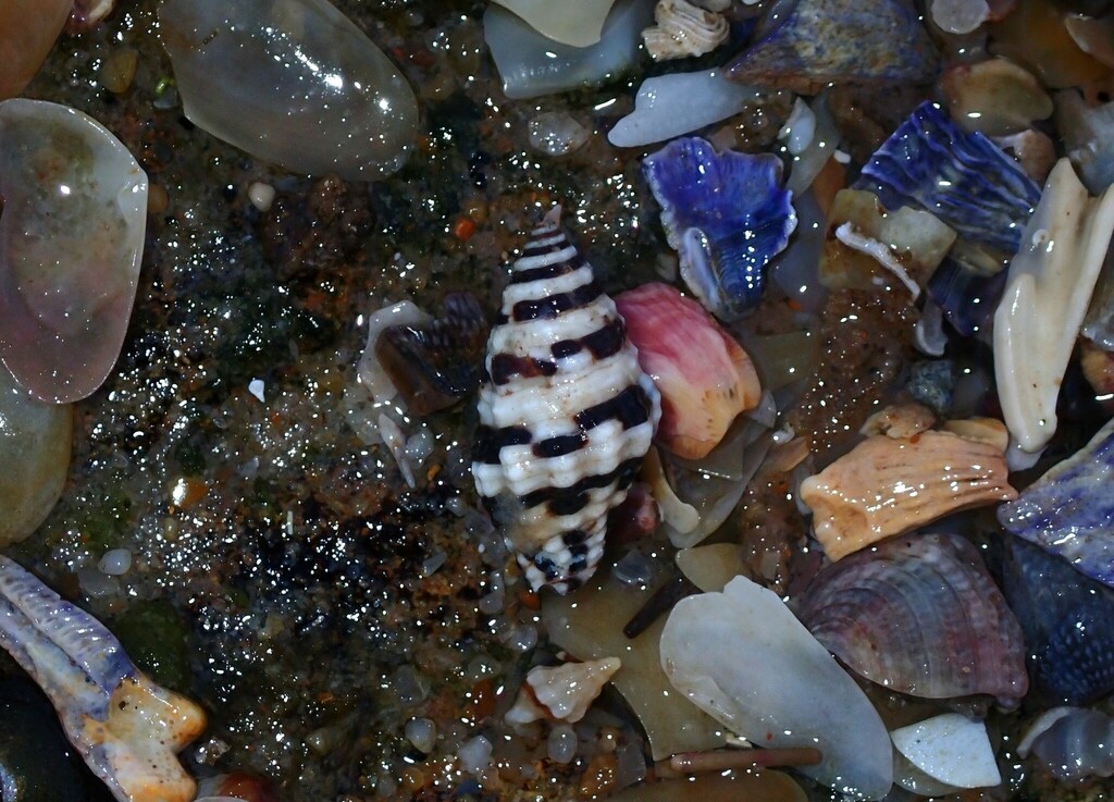 Engina zonalis from Woody Head NSW 2466, Australia on May 12, 2023 at 07:16 AM by Adrian Gale ...