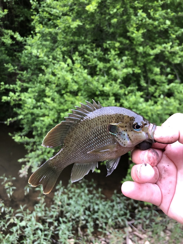 Spotted Sunfish from South Chickamauga Creek, Ringgold, GA, US on May ...
