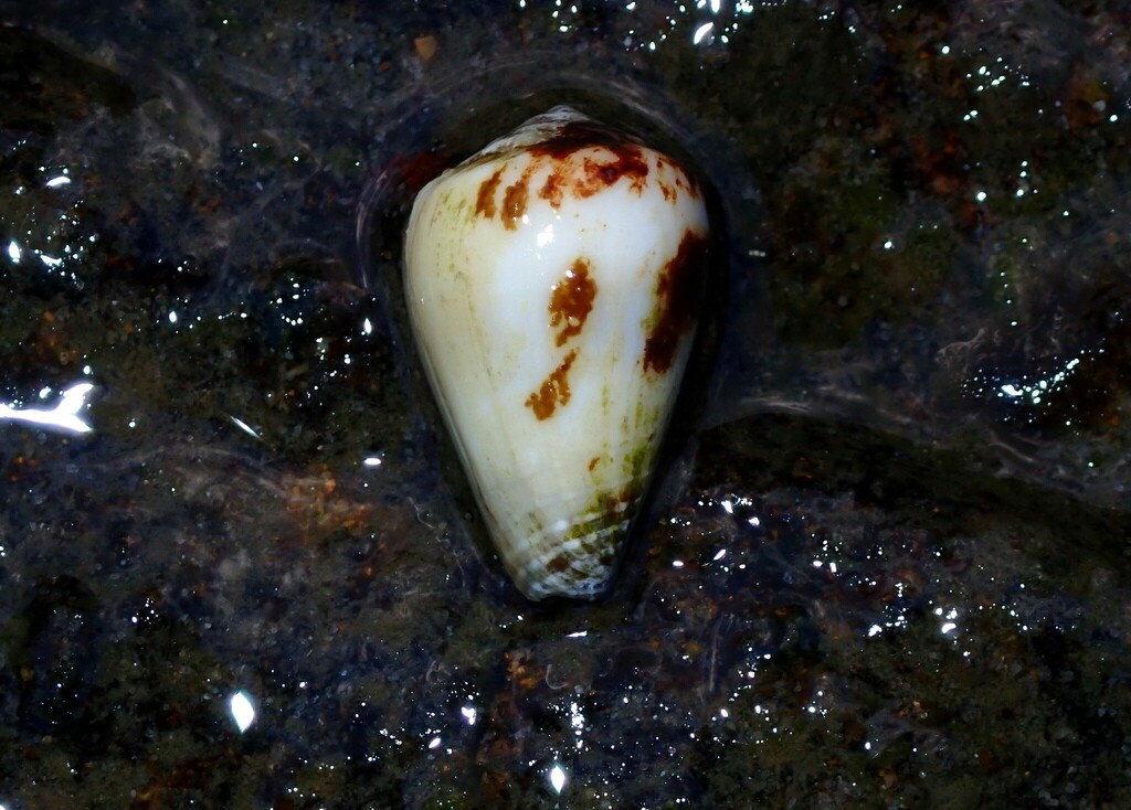 Nanus Cone from Woody Head NSW 2466, Australia on May 12, 2023 at 08:05 ...