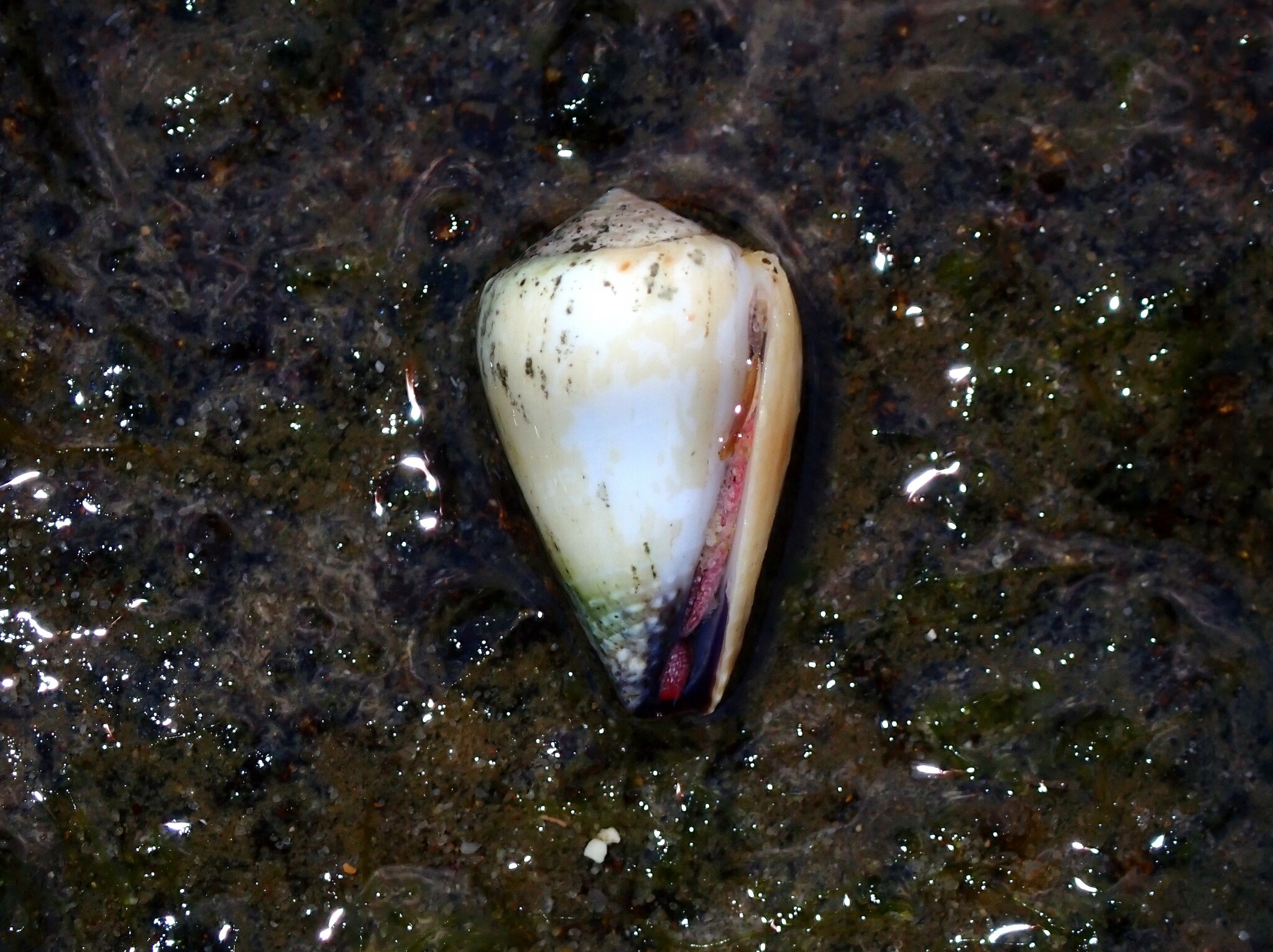Conus nanus G.B.Sowerby I, 1833