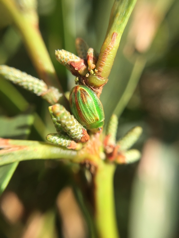 Fireblight Leaf Beetle from Auckland, New Zealand on May 12, 2023 at 11 ...