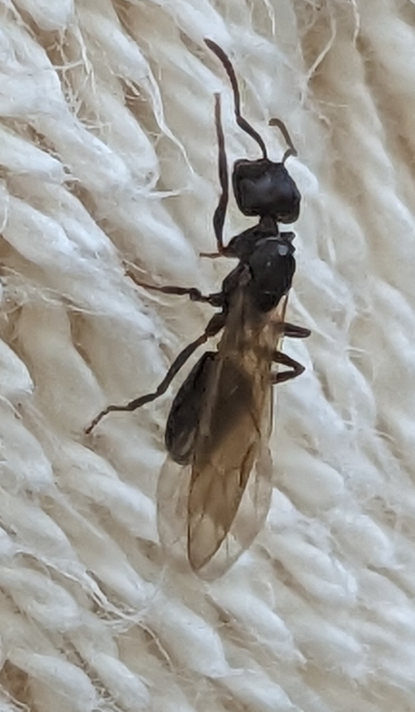 Notoncus from Croydon VIC 3136, Australia on May 12, 2023 at 12:34 PM ...