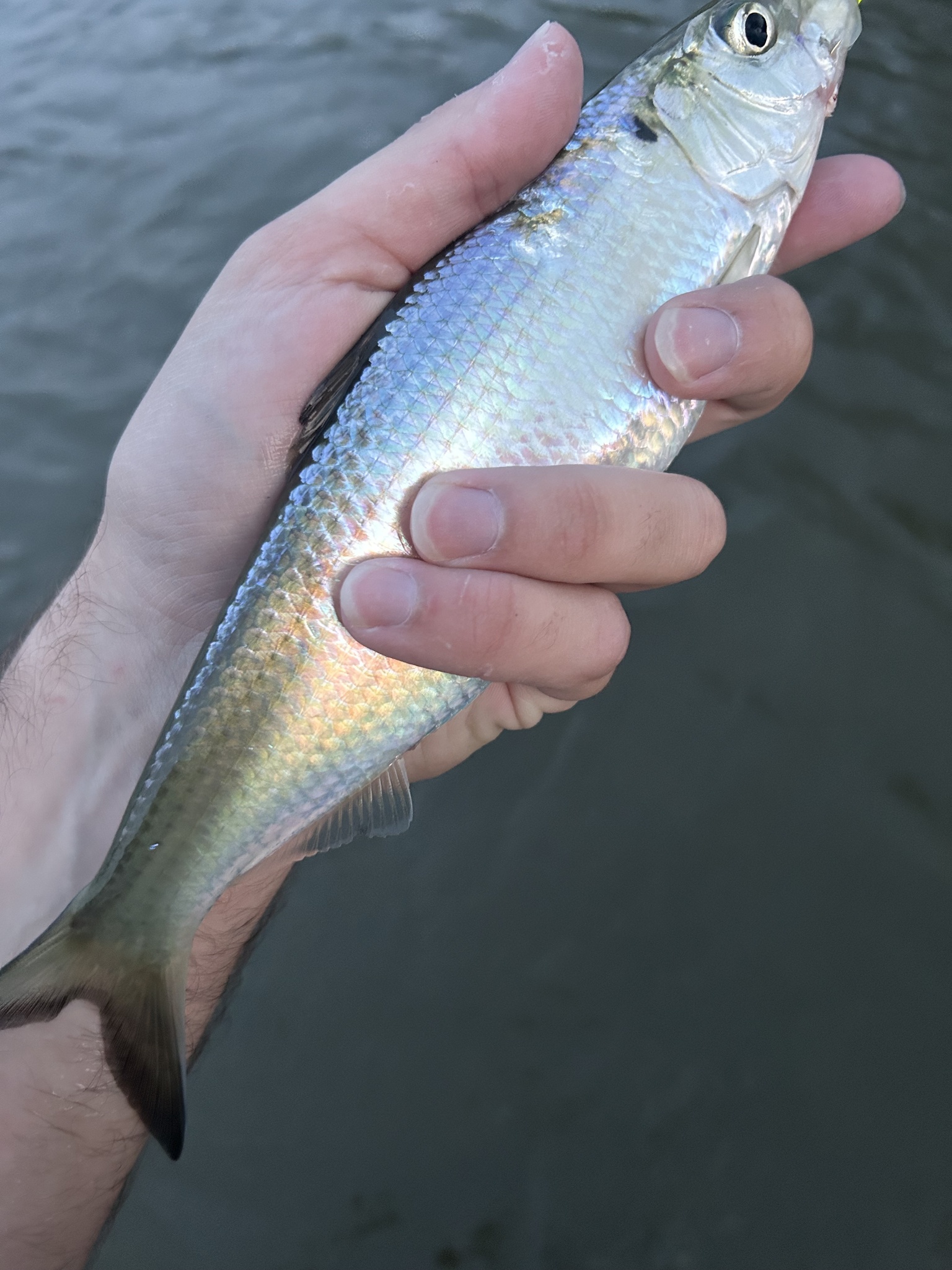 Alosa aestivalis (Mitchill, 1814)