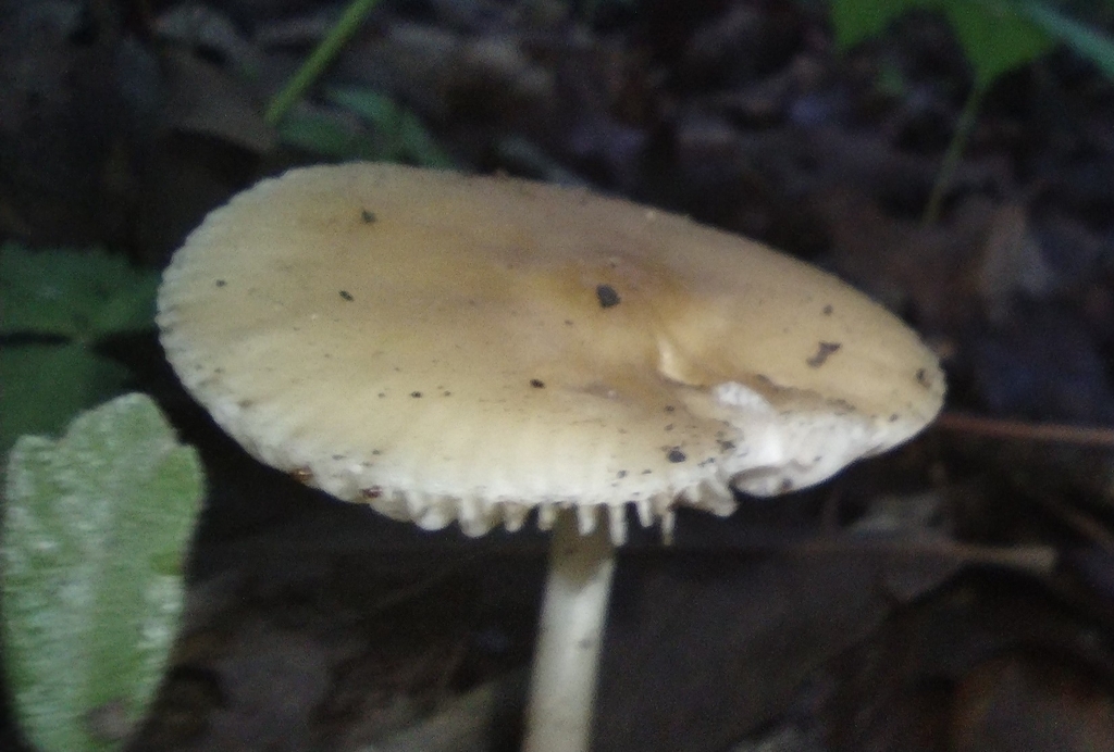 Fungi Including Lichens from Branson, MO 65616, USA on May 11, 2023 at ...