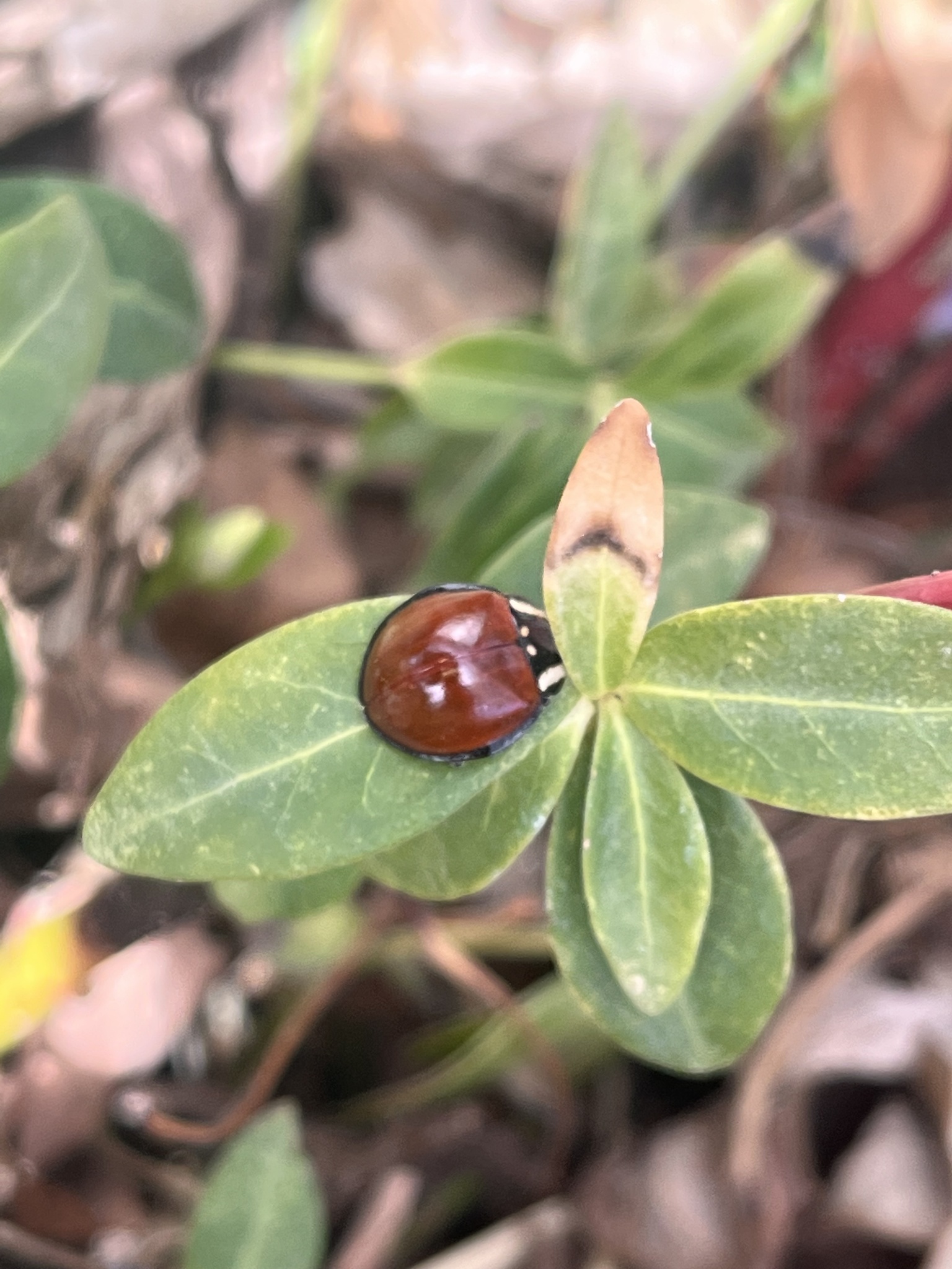 Anatis lecontei Casey, 1899