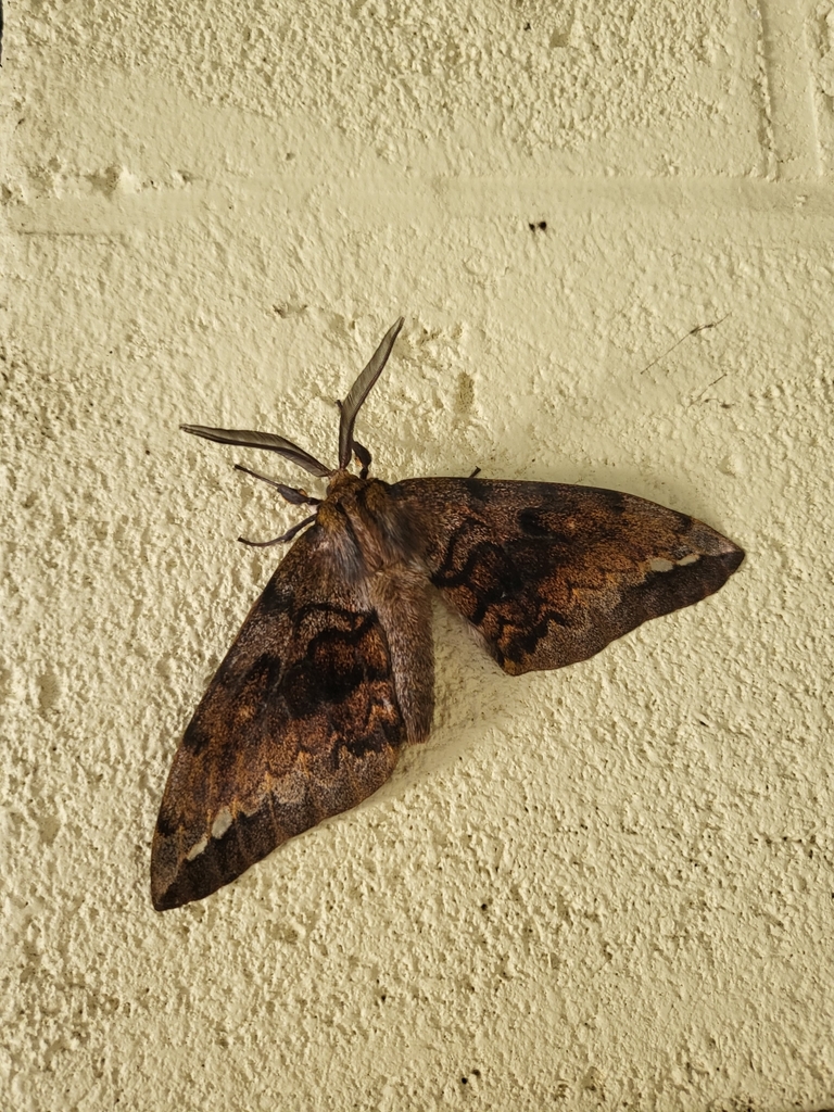 Batwing Moth from Doncaster East VIC 3109, Australia on May 12, 2023 at ...