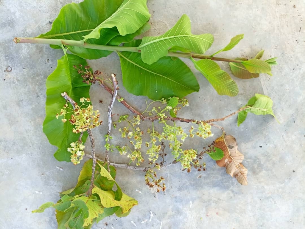 Sandpaper tree on May 11, 2023 at 11:04 PM by ptheogene · iNaturalist