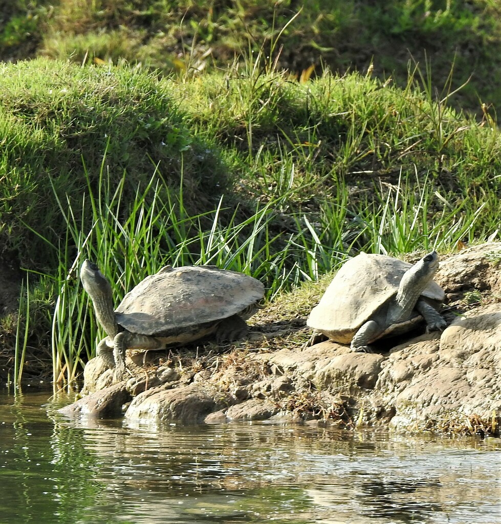 Indian Tent Turtle from Mai, Uttar Pradesh 283104, India on February 19 ...