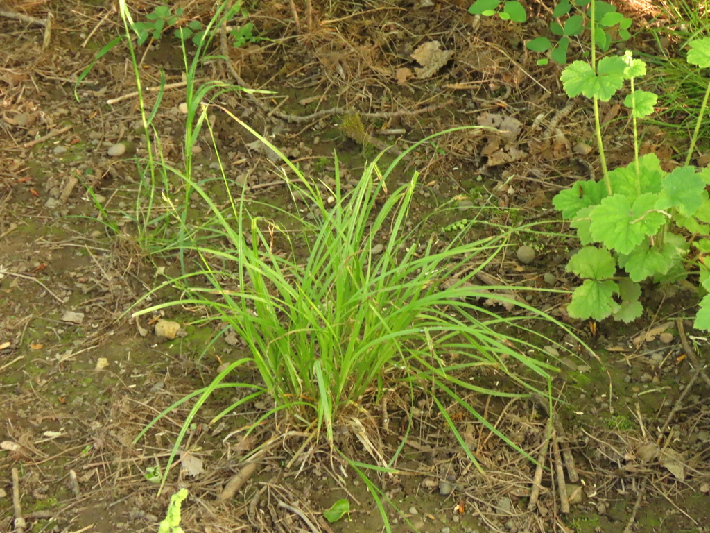slender-footed sedge from Corvallis, OR, USA on May 11, 2023 at 07:20 ...