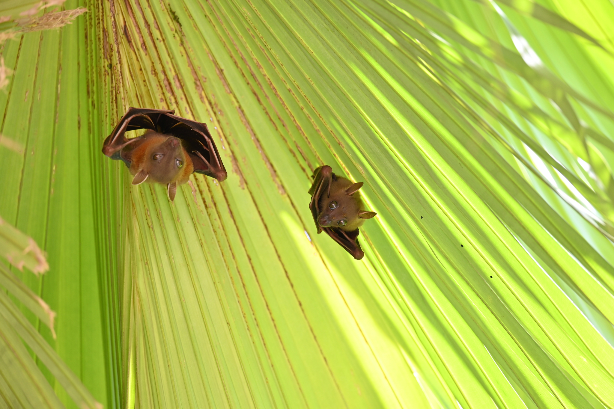 Cynopterus brachyotis (Müller, 1838)