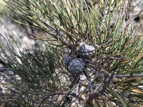 dwarf sheoak (Allocasuarina pusilla) · iNaturalist United Kingdom