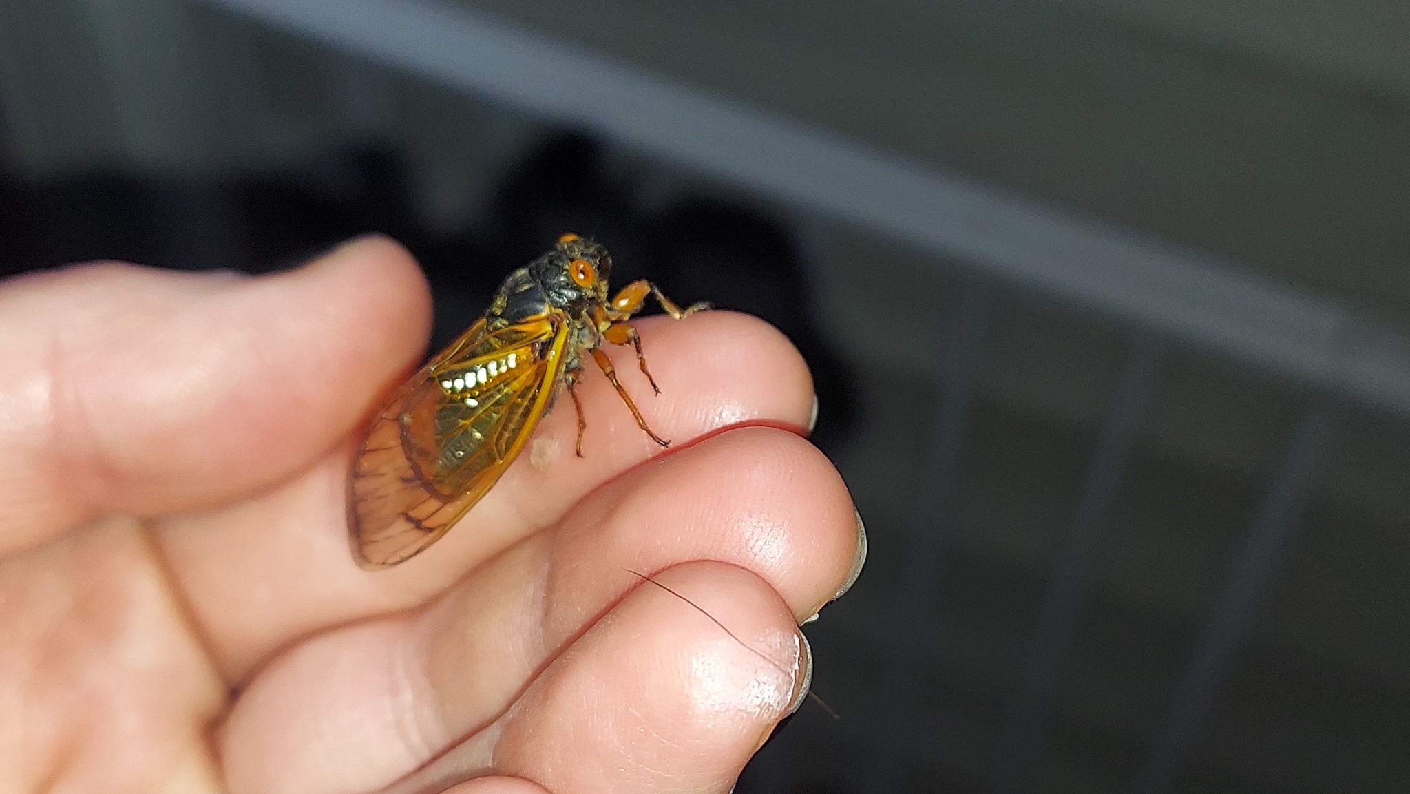 Magicicada tredecassini Alexander & Moore, 1962