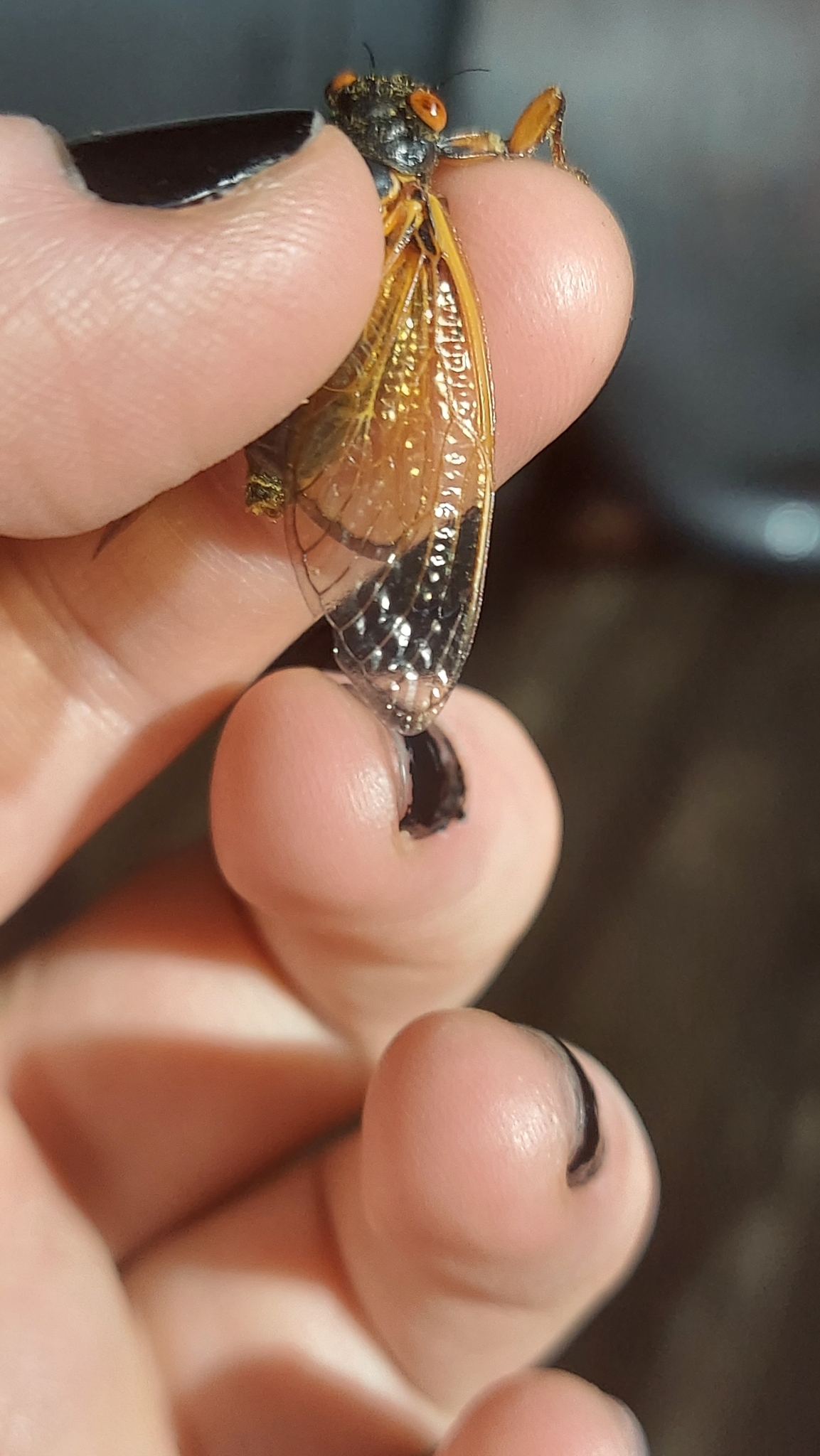 Magicicada tredecassini Alexander & Moore, 1962