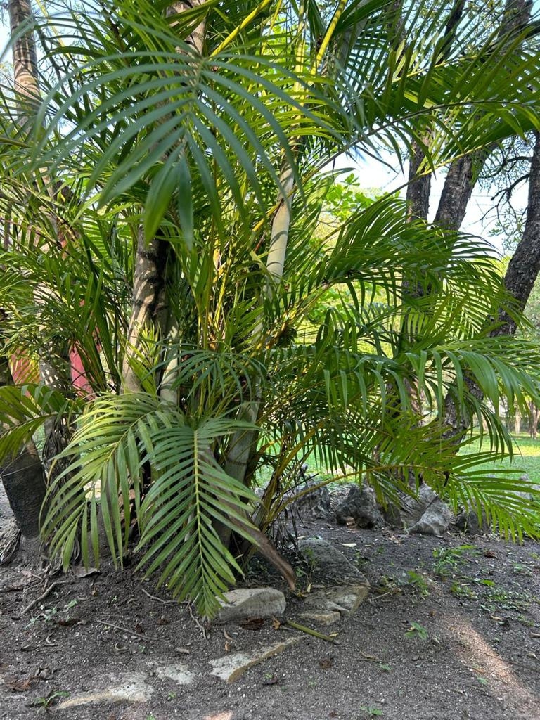 Dypsis lutescens (H.Wendl.) Beentje & J.Dransf.