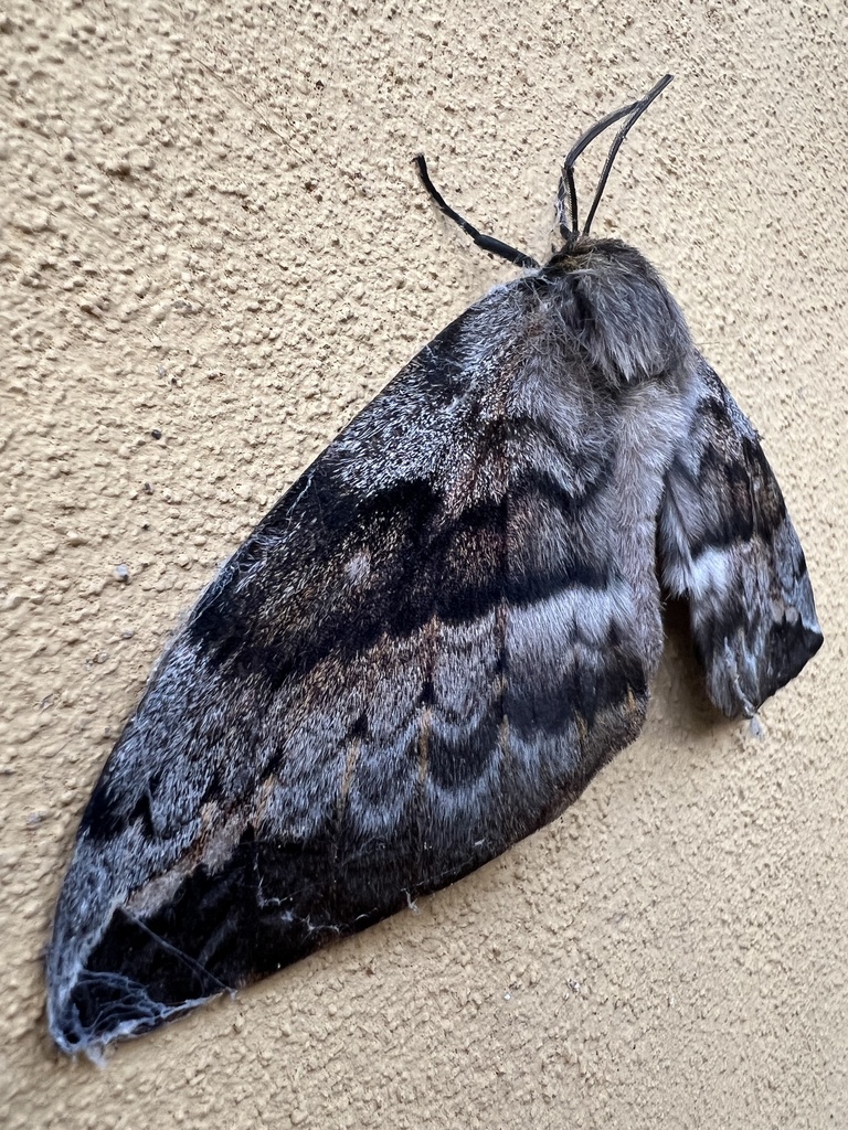 Batwing Moth from Kangaroo Ground-Warrandyte Rd, North Warrandyte, VIC ...