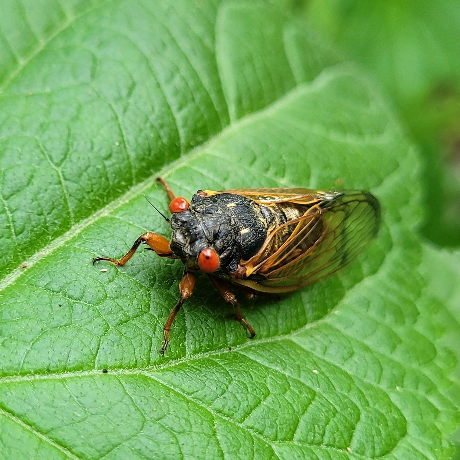 Magicicada tredecassini Alexander & Moore, 1962
