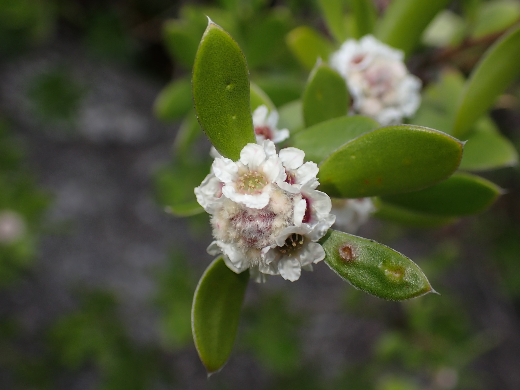 Taxandria marginata (Labill.) J.R.Wheeler & N.G.Marchant