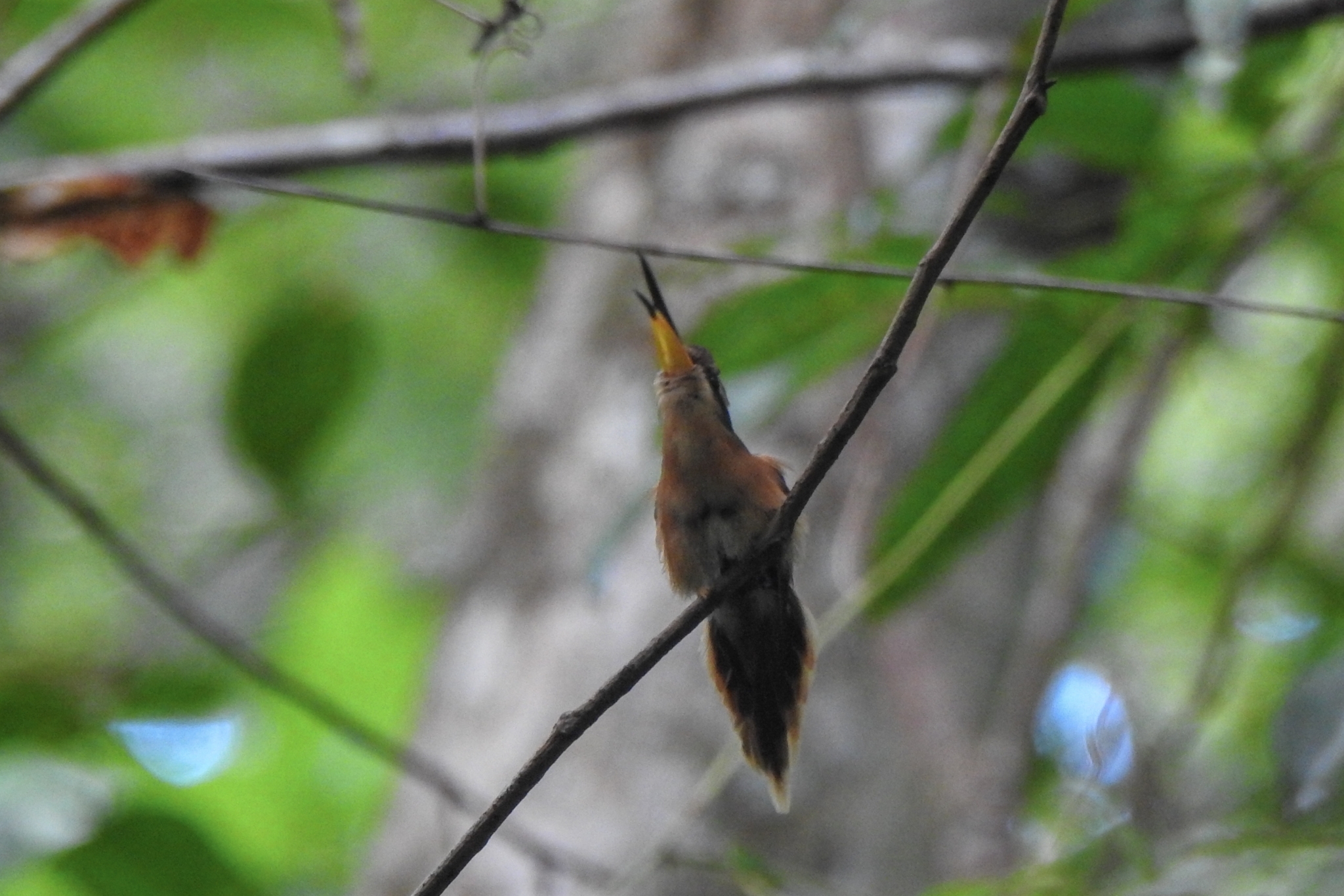 Phaethornis ruber (Linnaeus, 1758)