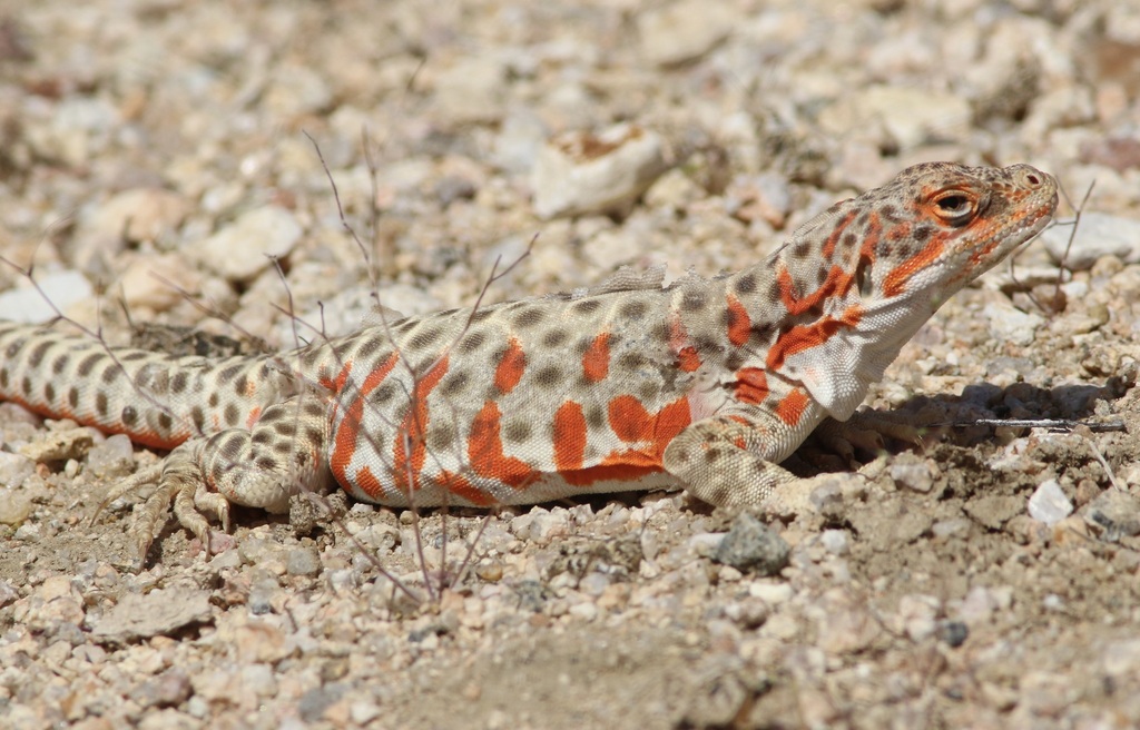 Long-nosed Leopard Lizard from Kern County, CA, USA on May 08, 2023 at ...