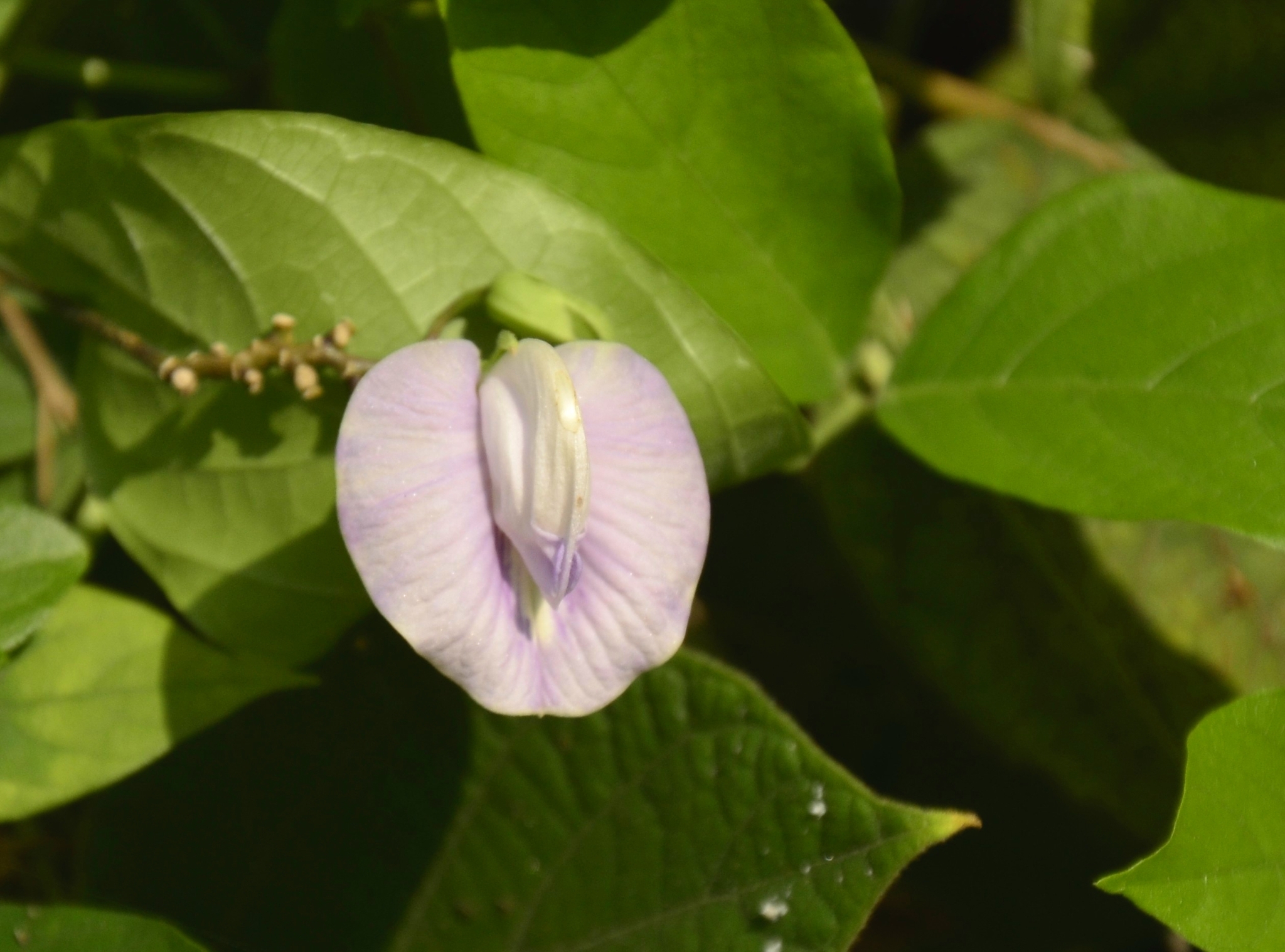 Centrosema molle Mart. ex Benth.