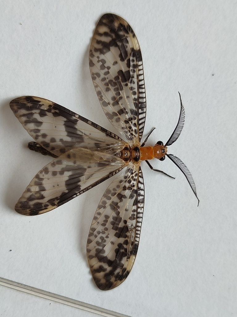 Neochauliodes formosanus from 雙流國家森林遊樂區 on May 12, 2023 at 02:00 PM by ...