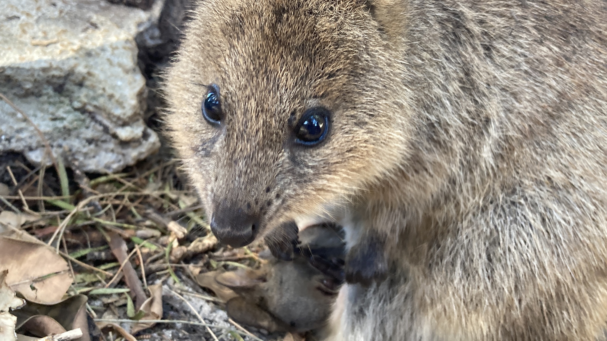 Setonix brachyurus (Quoy & Gaimard, 1830)