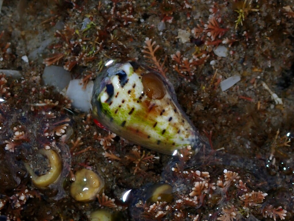 Music Cone from Iluka Bluff, New South Wales, Australia on May 12, 2023 ...