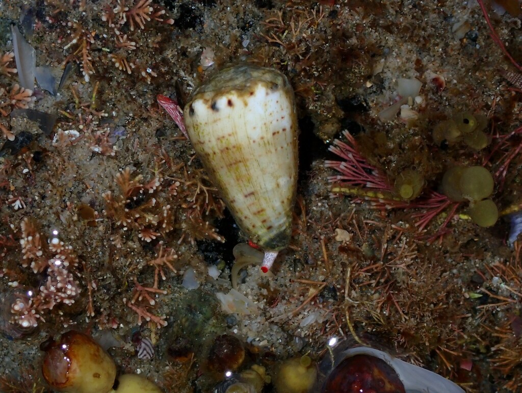 Music Cone from Iluka Bluff, New South Wales, Australia on May 12, 2023 ...
