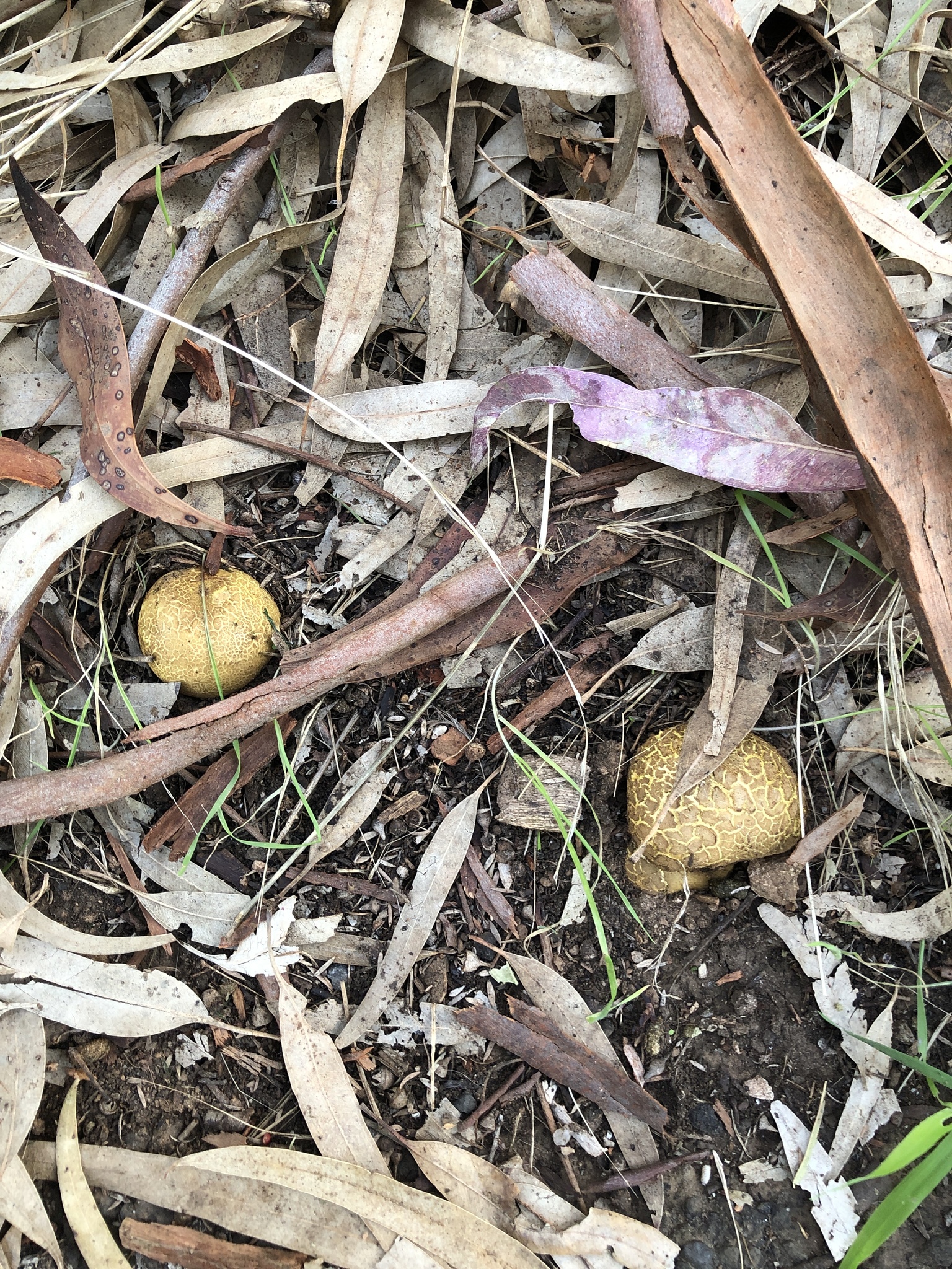 Scleroderma cepa Pers.