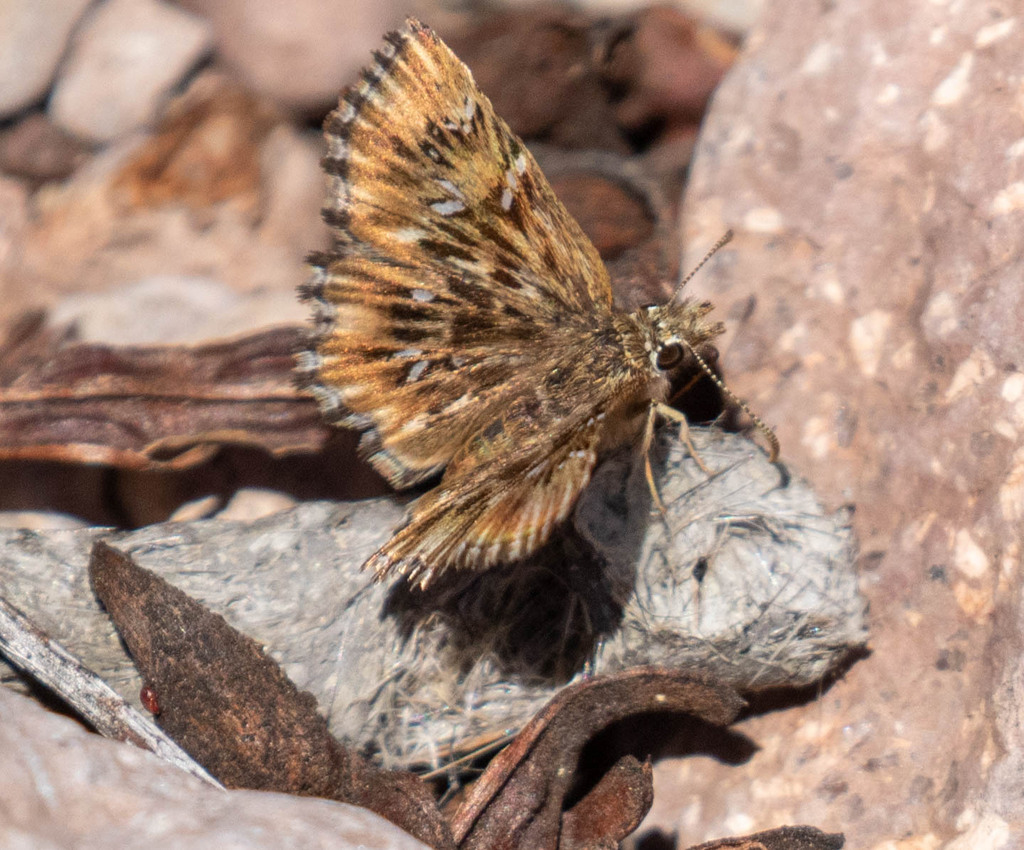 Common Streaky-Skipper from Cochise County, AZ, USA on April 14, 2023 ...