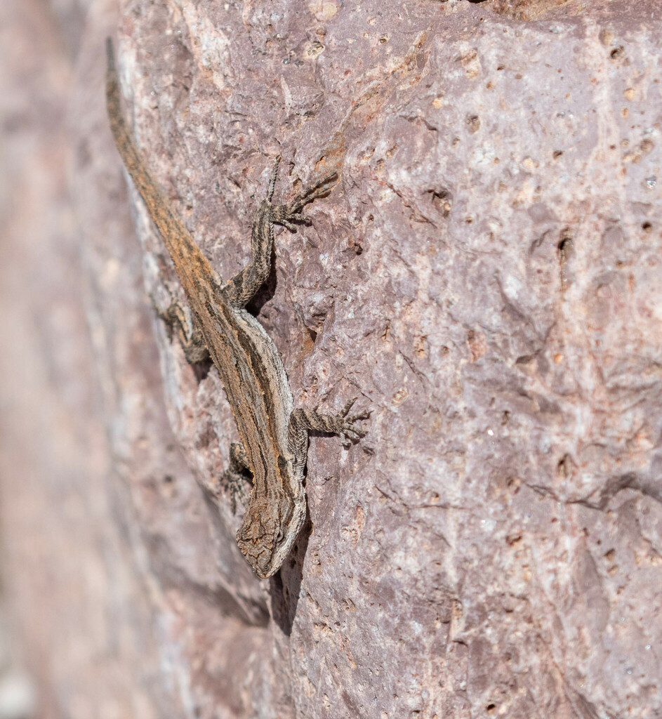 Ornate Tree Lizard from Cochise County, AZ, USA on April 14, 2023 at 10 ...