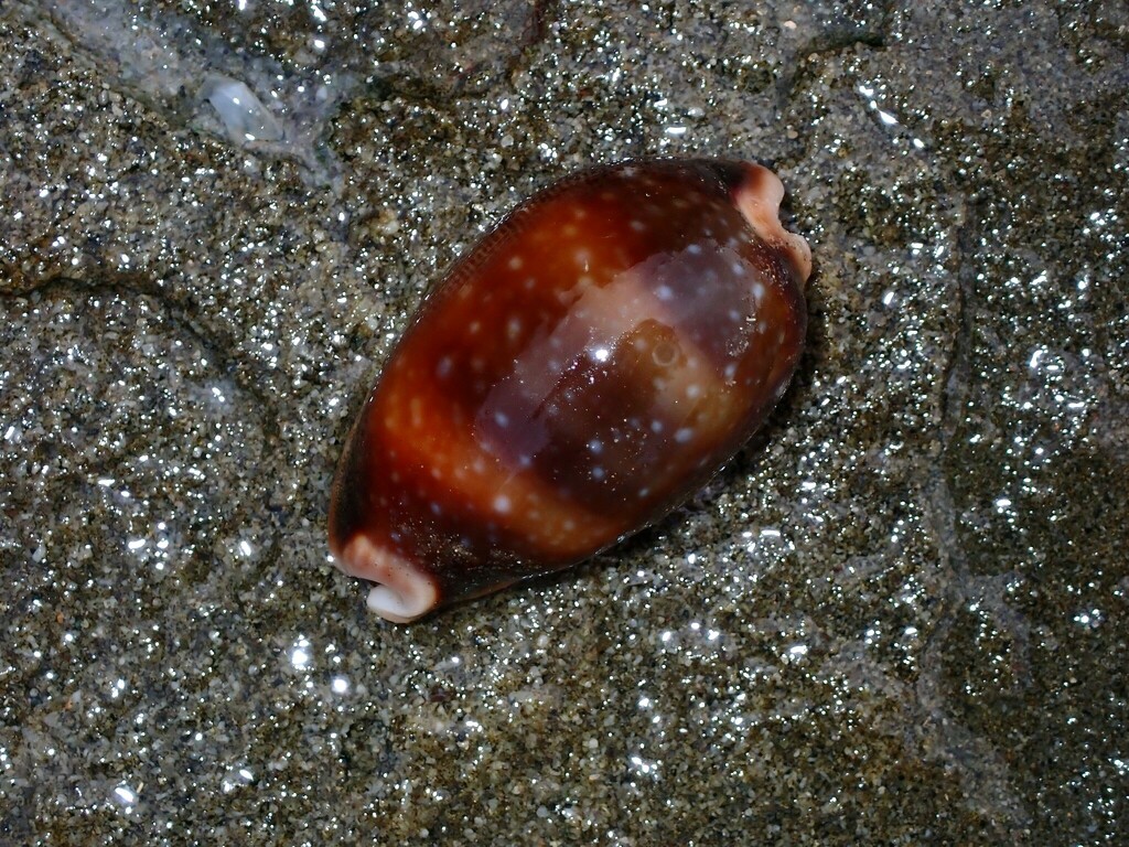 Calf Cowry from Iluka Bluff, New South Wales, Australia on May 12, 2023 ...