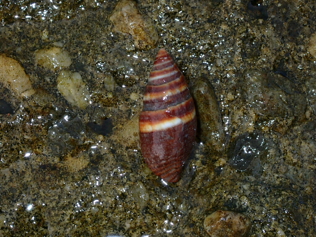Strigatella aurantia from Iluka NSW 2466, Australia on May 12, 2023 at ...