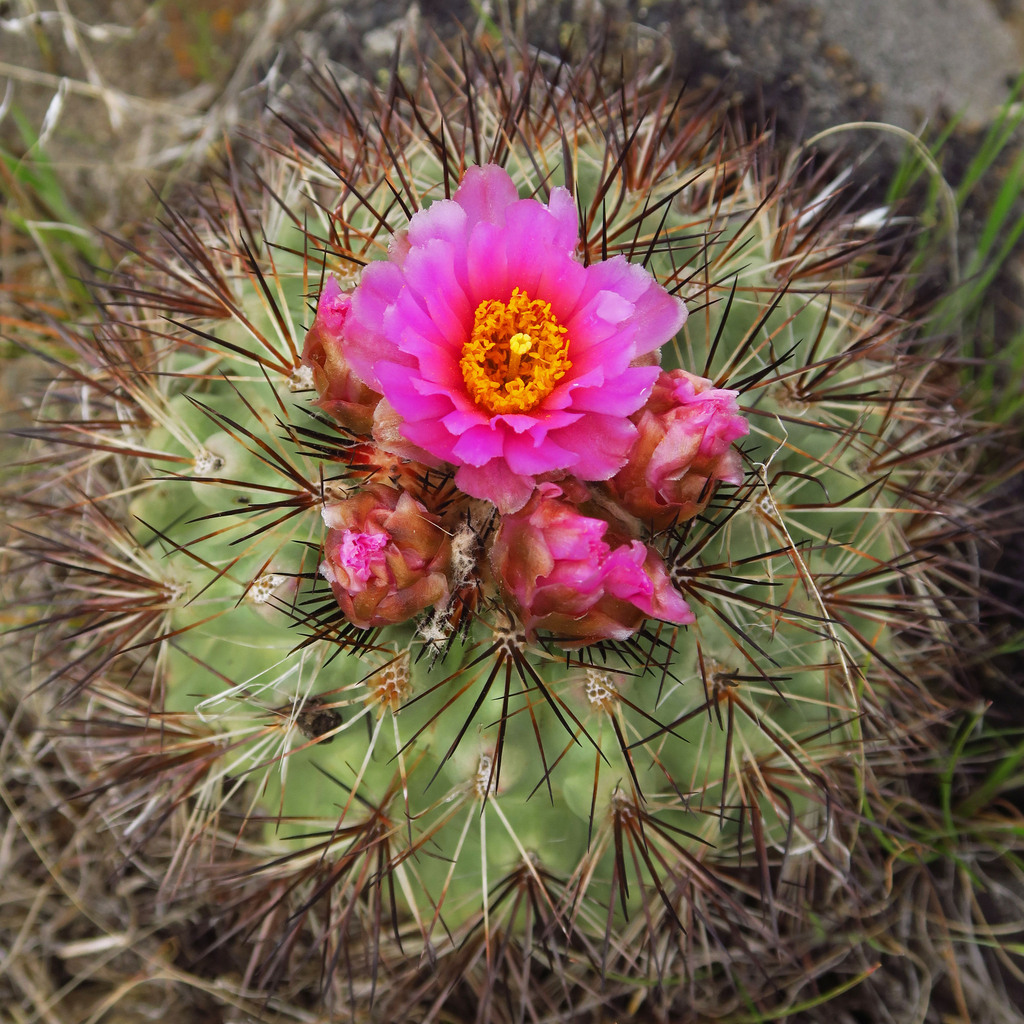 Columbia Plateau Cactus in May 2023 by Adam Schneider · iNaturalist
