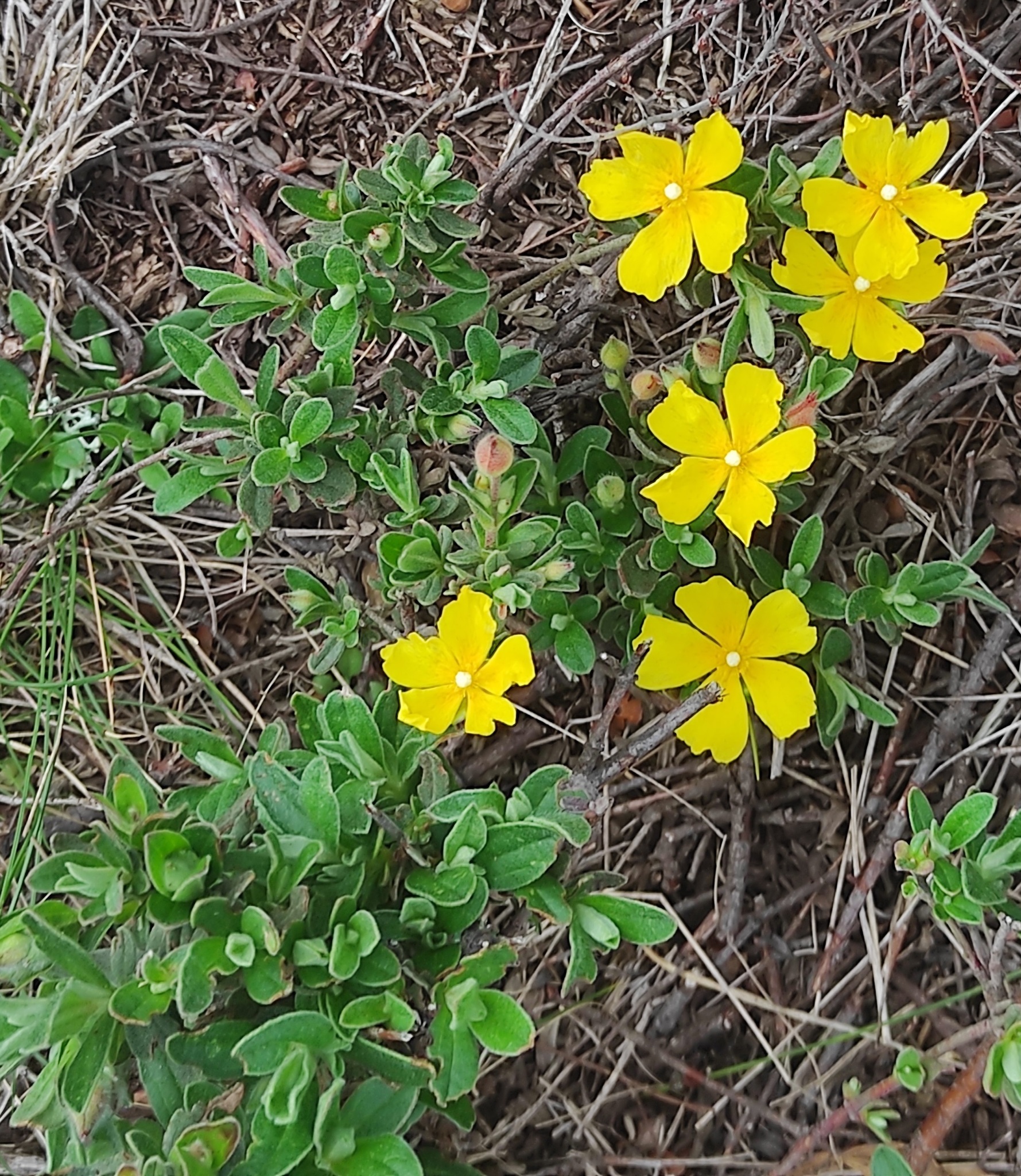 Halimium lasianthum subsp. alyssoides (Lam.) Greuter