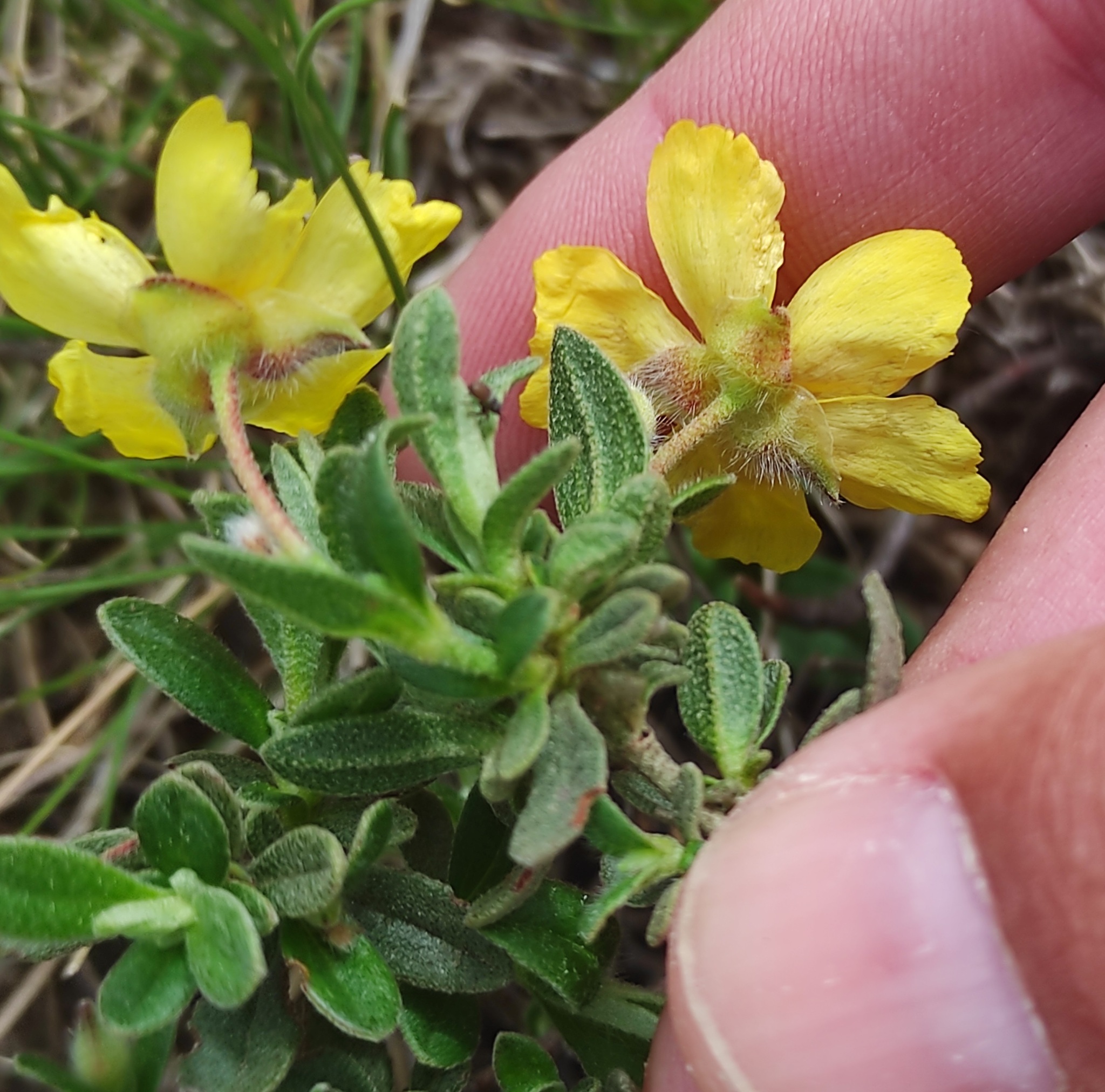 Halimium lasianthum subsp. alyssoides (Lam.) Greuter
